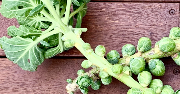 how-to-overcome-mathematics-being-the-brussels-sprouts-of-school